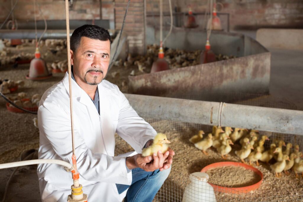 Colibacillosis in Waterfowl - Backyard Poultry